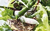 Sprød grøn salat - fit living
